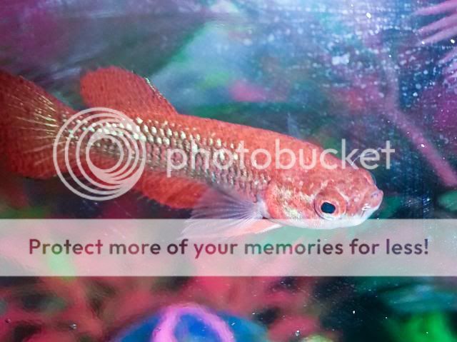 Stringy white thing(?) worm? parasite? near pectoral fin/gills | Betta ...