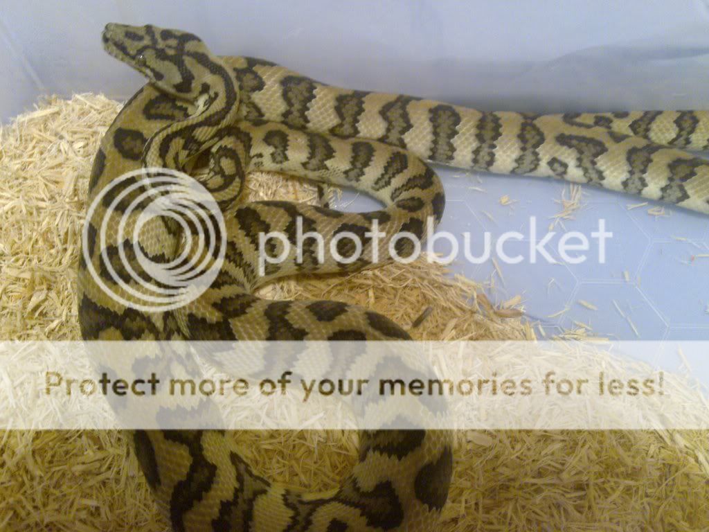 New Guinea Carpet python | Reptile Forums