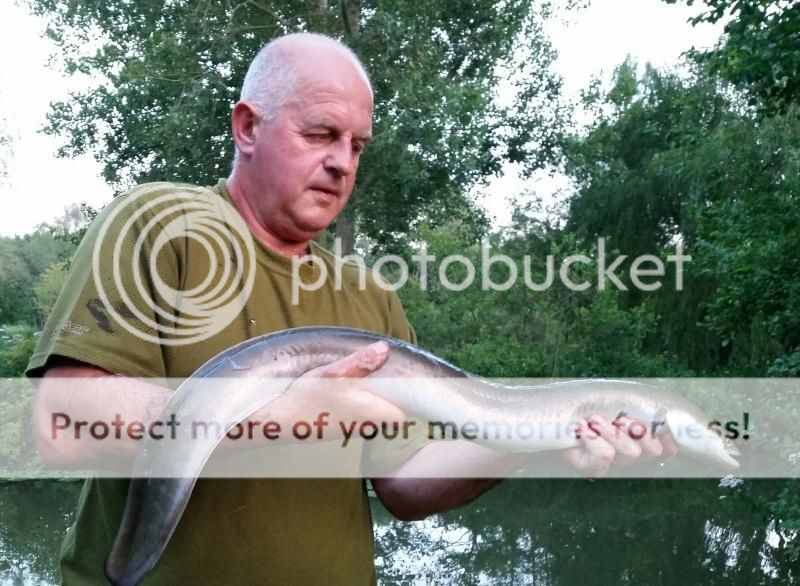 Cat on Eel Gear - The Pikers Pit